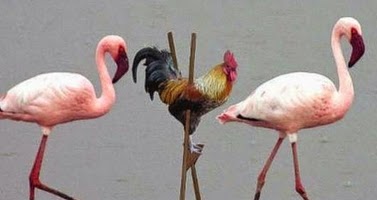 Mister Bood: As 17 fobias mais estranhas do planeta