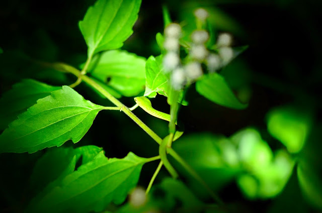 Live Experience : Another Expedition in the Gerry Martin Wildlife ...