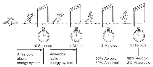 Strength is Never a Weakness: Energy Systems of the Human Body