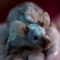 Hodowla Myszy Rasowych