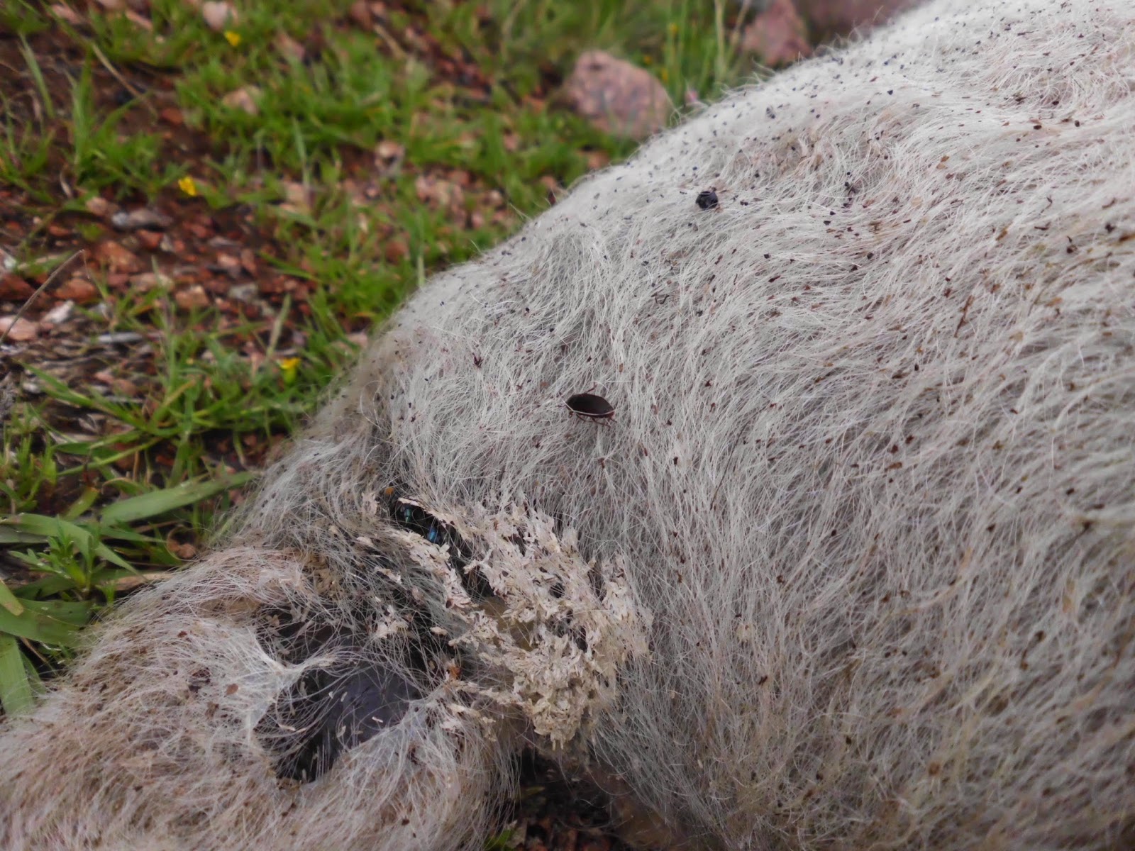 DESCOMPOSICIÓN CADAVÉRICA: FASES DE DESCOMPOSICIÓN CADAVÉRICA JULIACA