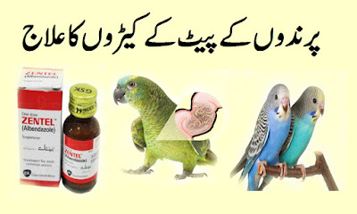 How to Deworming of Birds and Parrots ? Perfect way of Deworming Budgie ...