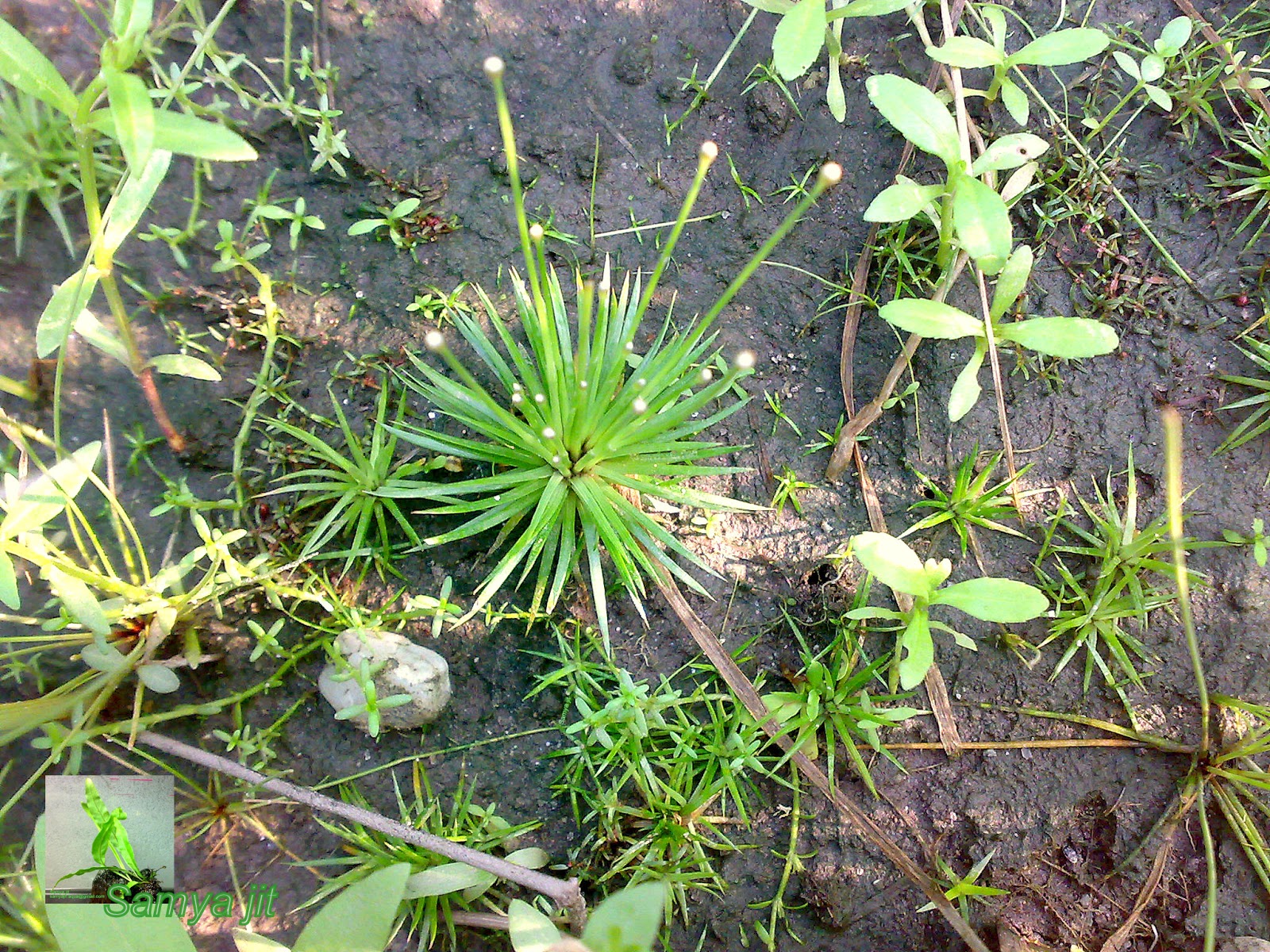 NATIVE AQUATIC: Eriocaulon sp(WB)