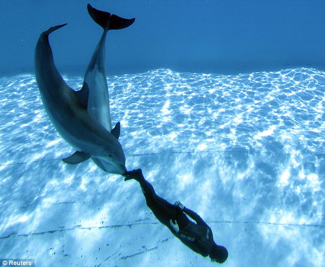 ForAnimalLover: Spinning with dolphins: Diver completes 13 underwater ...