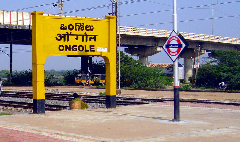 Ongole Bulls