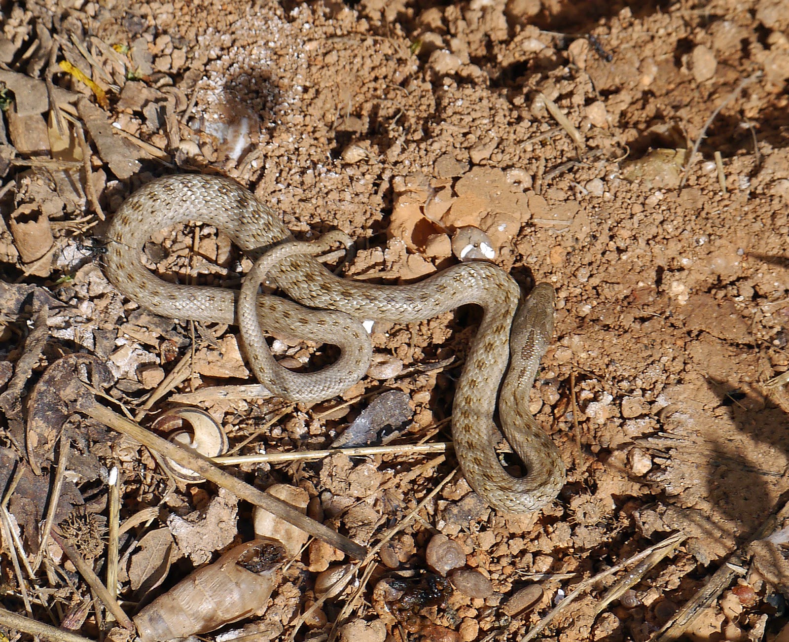 ANFIBIOS Y REPTILES Y PEQUEÑOS MAMIFEROS.: CULEBRA DE COGULLA ...