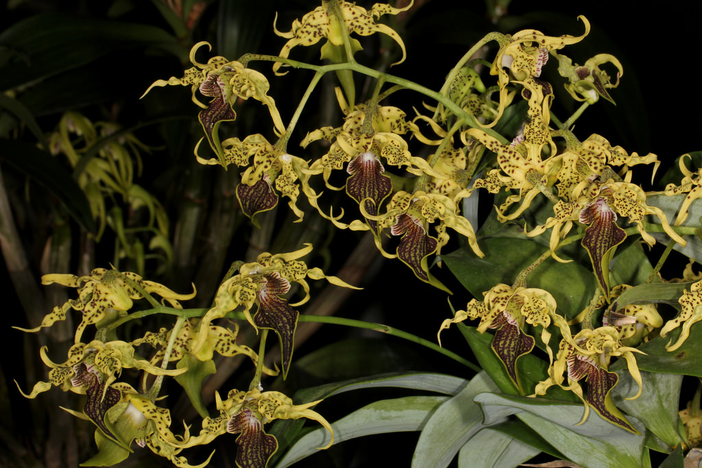 Dendrobium alexandrae care and culture | Travaldo's blog
