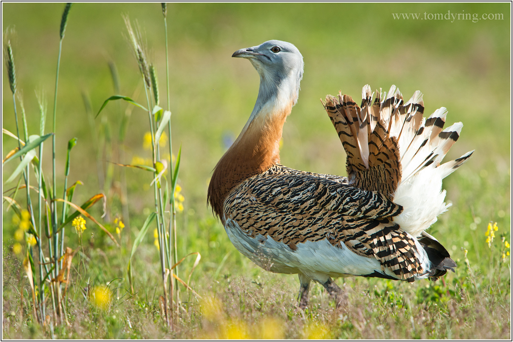 TOM DYRING WILDPHOTO / NN: "GREAT BUSTARD EXPEDITION" APRIL 2013 ...