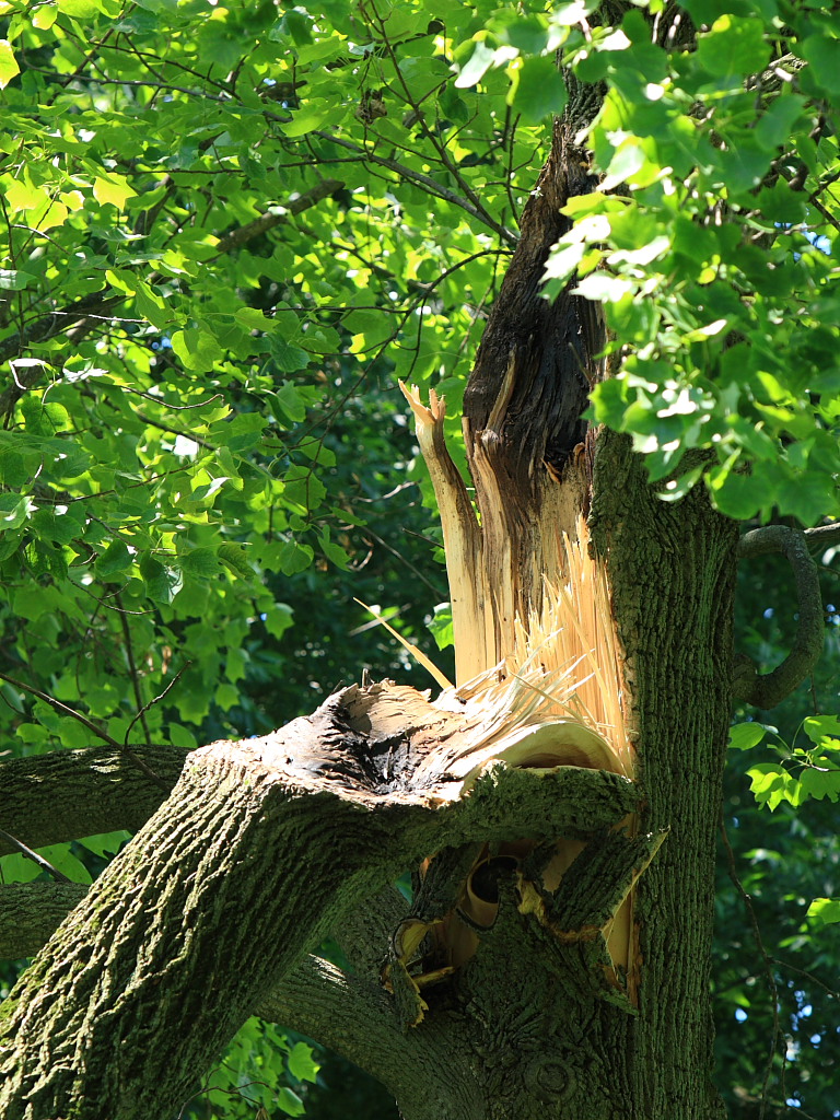 The Writer's Wellspring: The Broken Branch