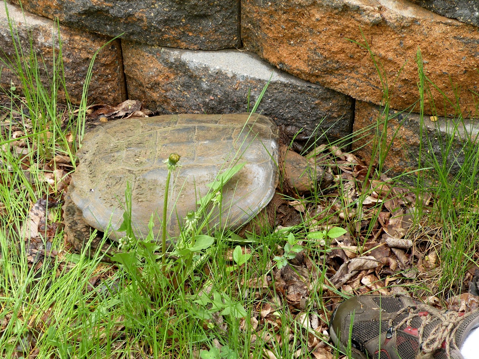 Giraffe Dreams: Turtle!