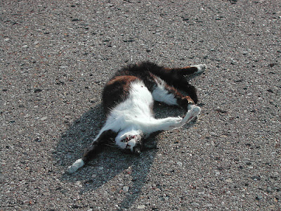 Dead Cats | Photos | Funny And Cute Animals