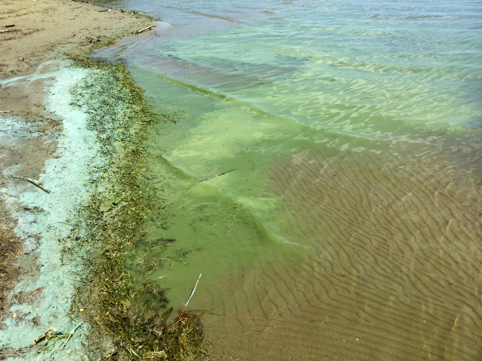 Wild Burlington: More blue green algae photos