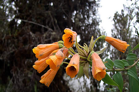 flores preciosas del peru - Lugares turísticos del peru Hoteles - Viajes