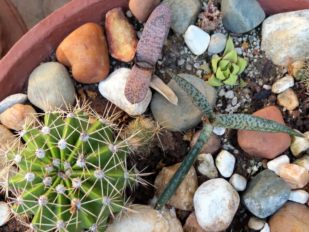 Kreatiewe Joernaal: litroos