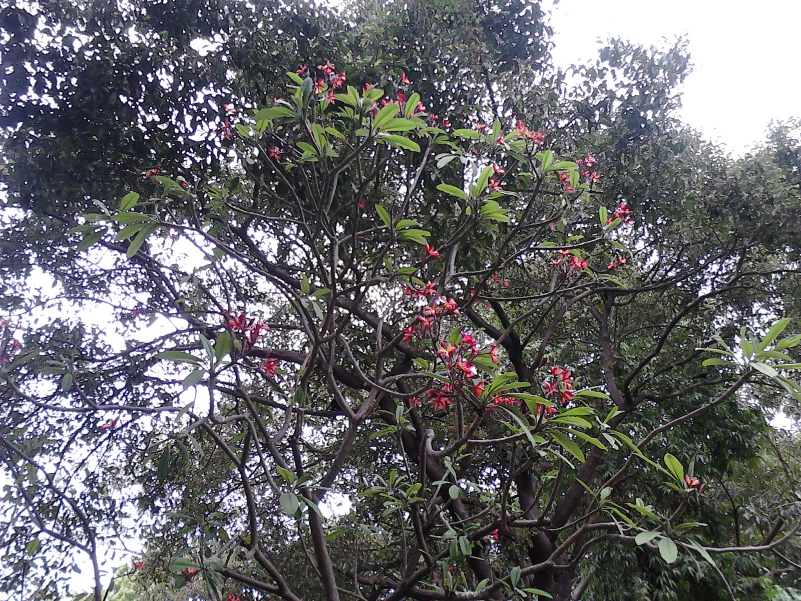 Garden Care Simplified: Red Champa Frangipani Flowering Plant Care and ...