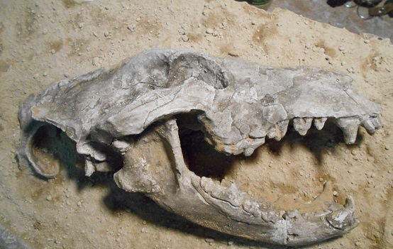 Noticias de Paleontologia: Canis nehringi, el gran lobo de las pampas ...