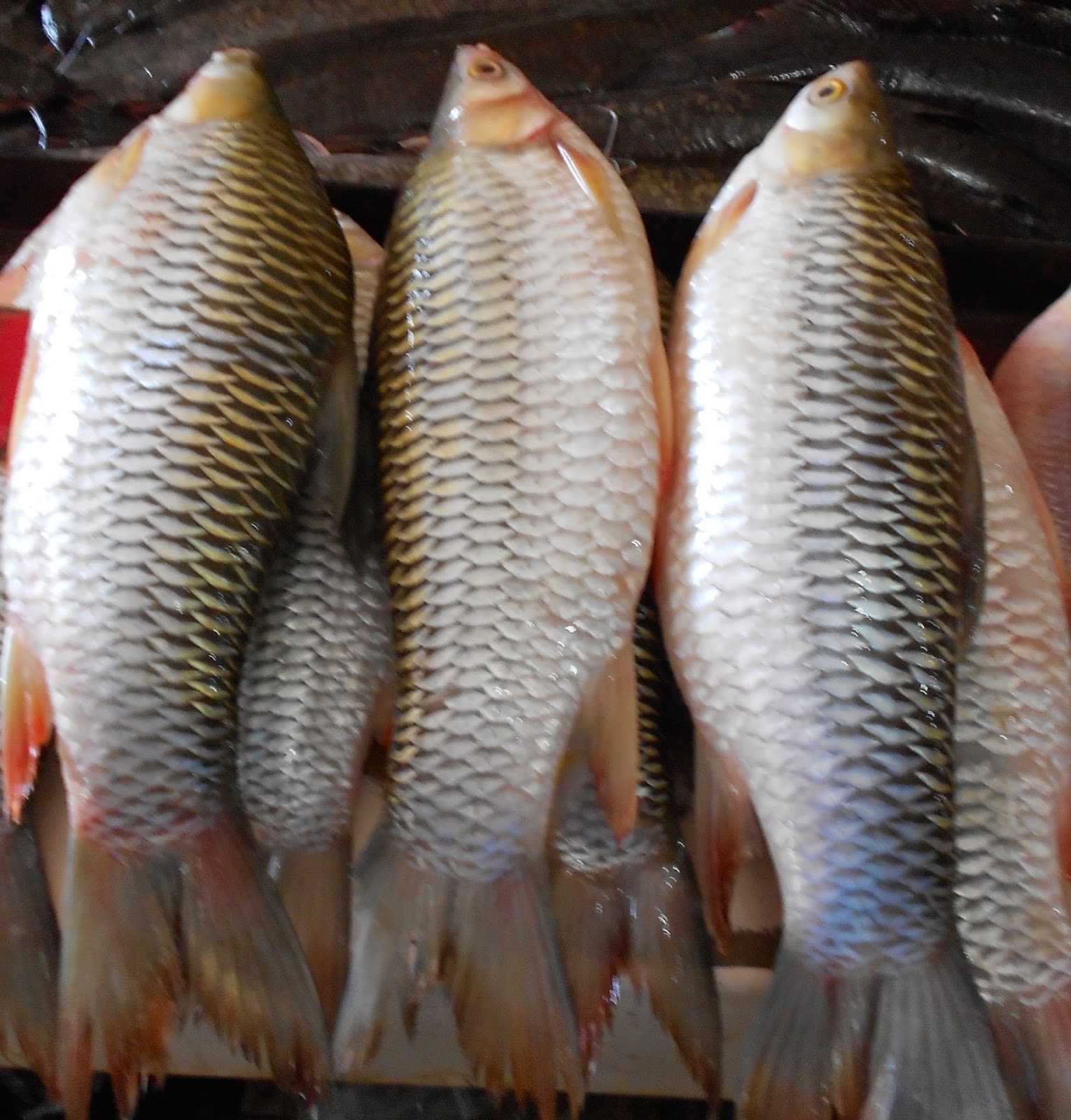 FREELITTLEBRAIN: Empurau - the most expensive fish in Sarawak