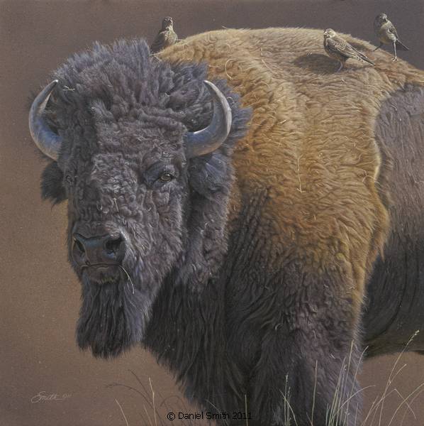 White Wolf : Daniel Smith - Amazing realistic American wildlife artist.