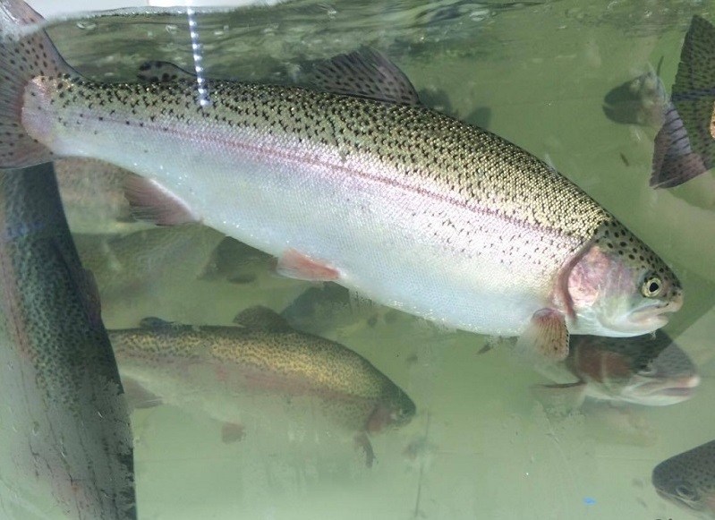 Finding the reason for the amazing taste of Sapa's salmon at an ...