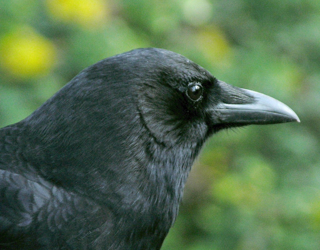 uwak - philippin news collections