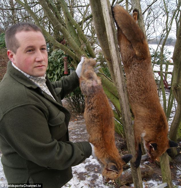 The animal zone: 'How I killed the biggest fox in Britain': Monster ...