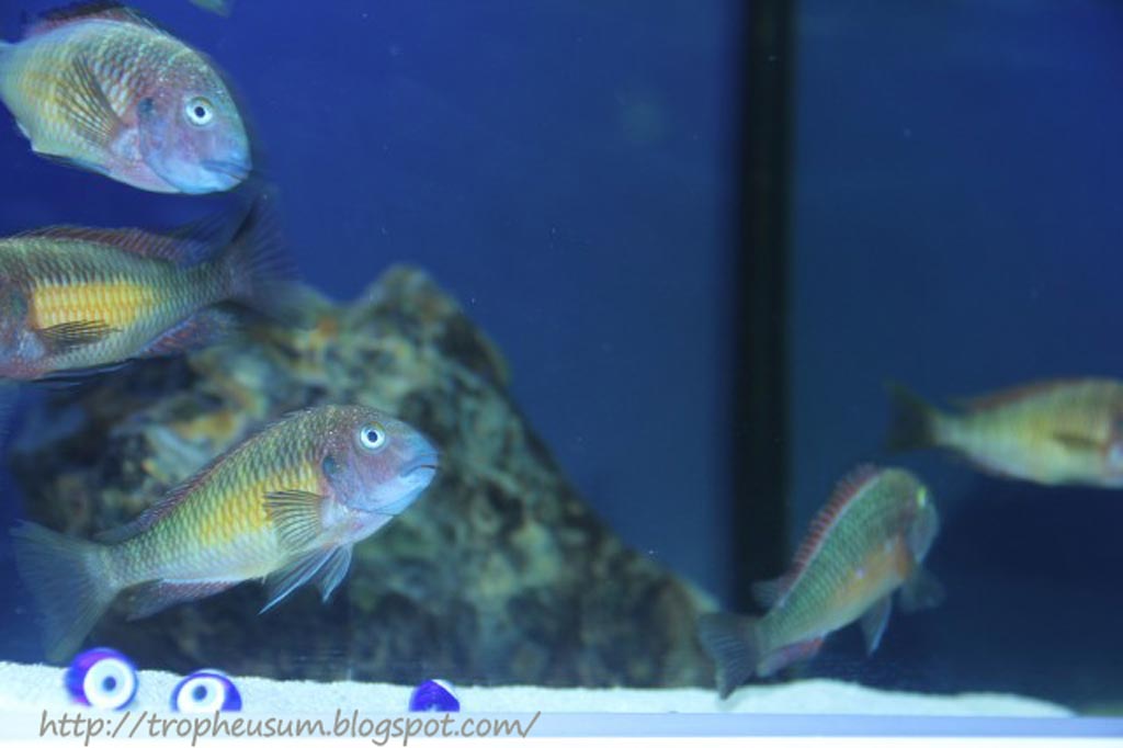 Tropheus'um: Tropheus Red Rainbow Kantalamba