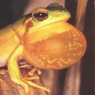 Universo Animal: El "canto" de la rana