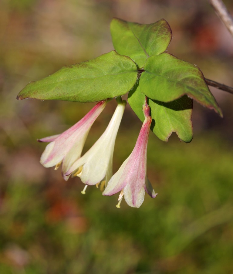 Ohio Birds and Biodiversity: Canada Fly Honeysuckle