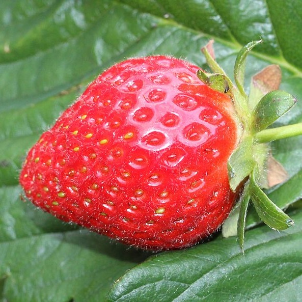 MALINALLI · herbolaria médica: FRESA o FRUTILLA, strawberry - Fragaria ...