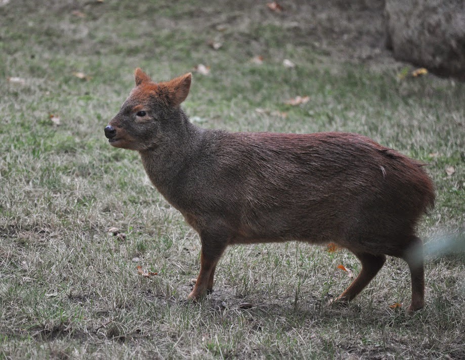 ZOOTOGRAFIANDO (6.100 ANIMALS): PUDÚ / SOUTHERN PUDU (Pudu puda)