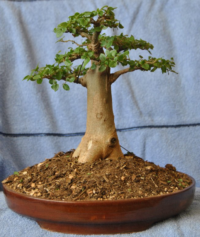 LENNARD'S BONSAI BEGINNINGS.: Celtis in a Baobab style.