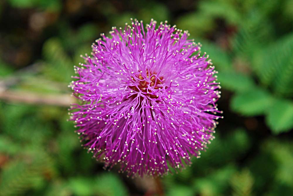 Space Coast Wildflowers: Wildflower Portraits