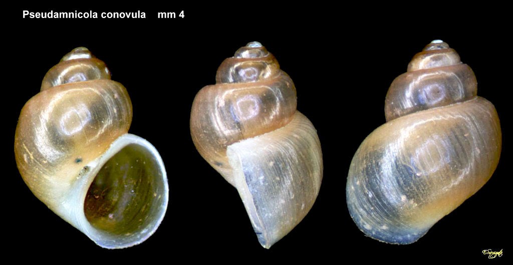Is this freshwater snail a "Bithyniidae" or "Hydrobiidae"? | ResearchGate