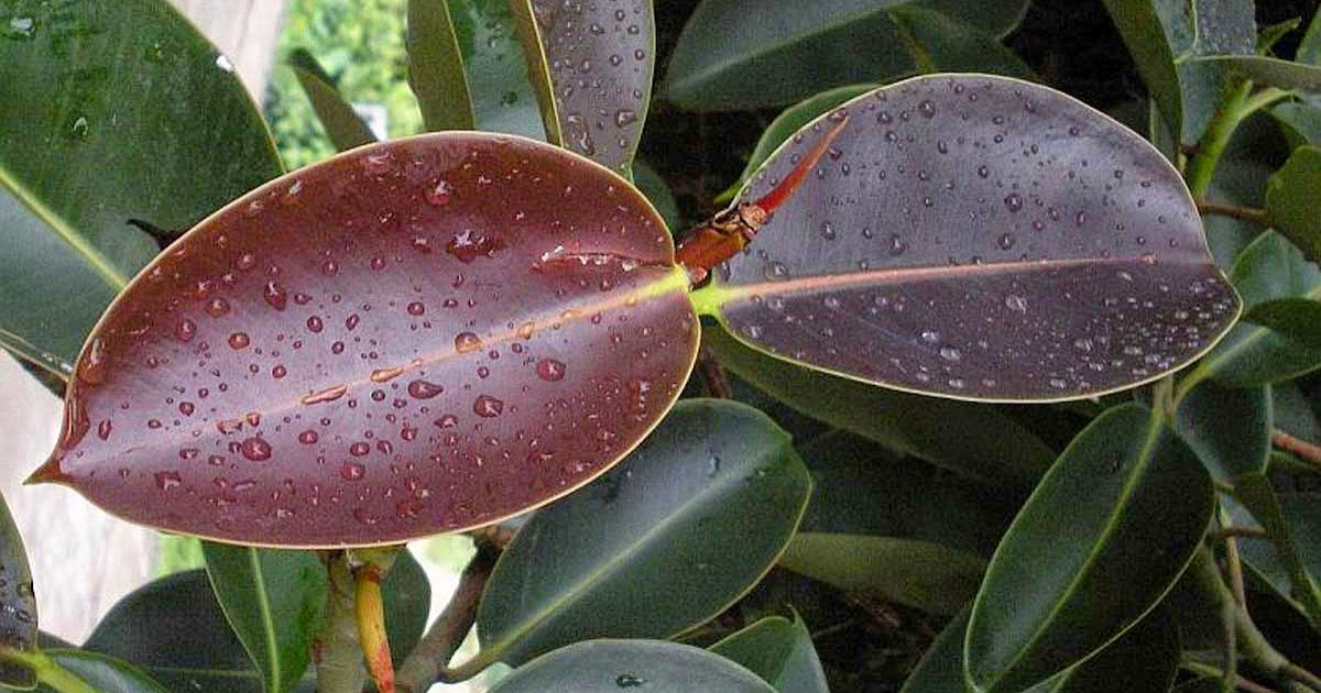 Medicinal Plants: Ficus elastica, Rubber Tree, Figuier caoutchouc, Atabor
