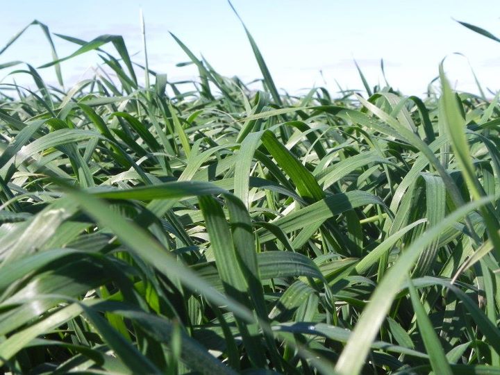 Organic Wheatgrass & Oatstraw