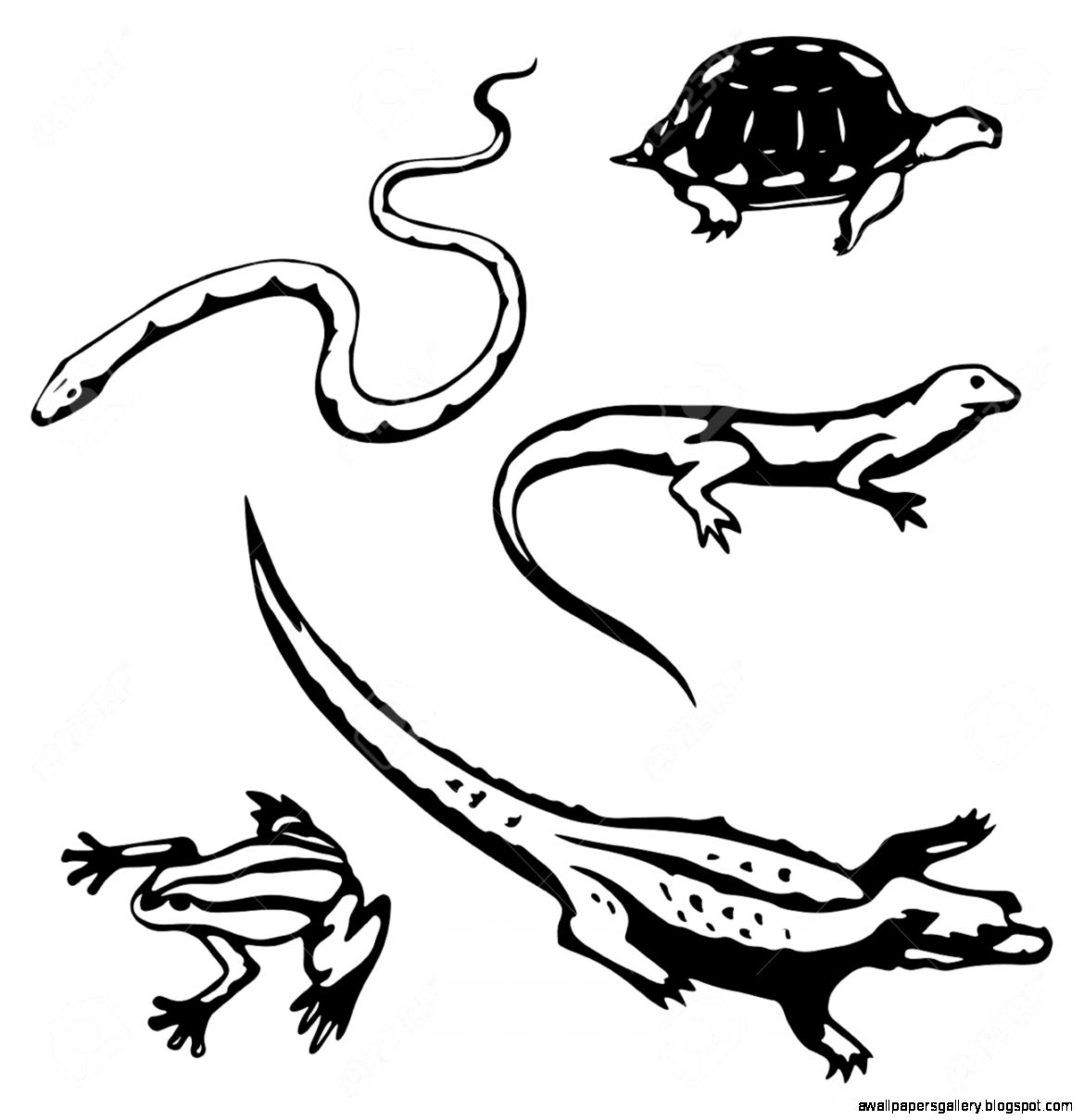 Amphibians Drawings | Wallpapers Gallery