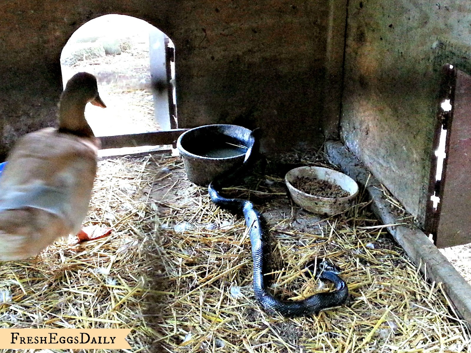 9 Tips to Keep Snakes out of your Chicken Coop - Fresh Eggs Daily® with ...