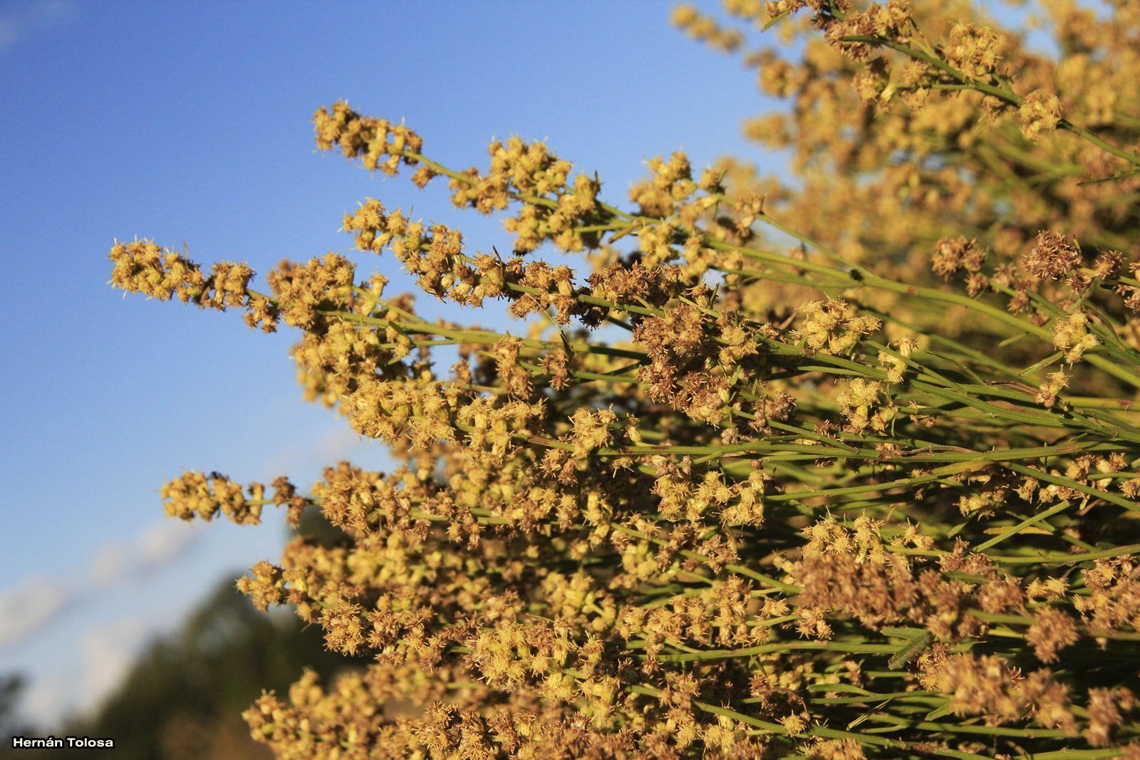 Flora Bonaerense: Chilca amarga (Baccharis spicata)