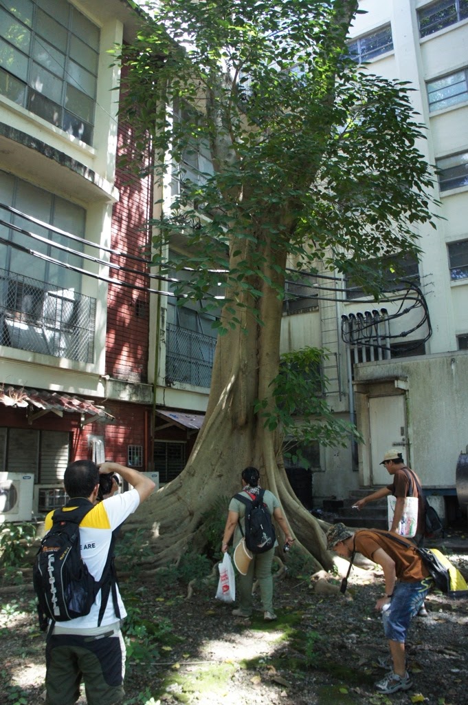 OUR PHILIPPINE TREES: Native Tree + Rare Fruit = Fun Walk