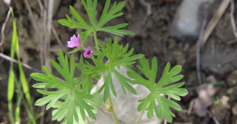 EL MUNDO MICROSCÓPICO DE LAS PLANTAS: Geranium dissectum L. (geranio de ...
