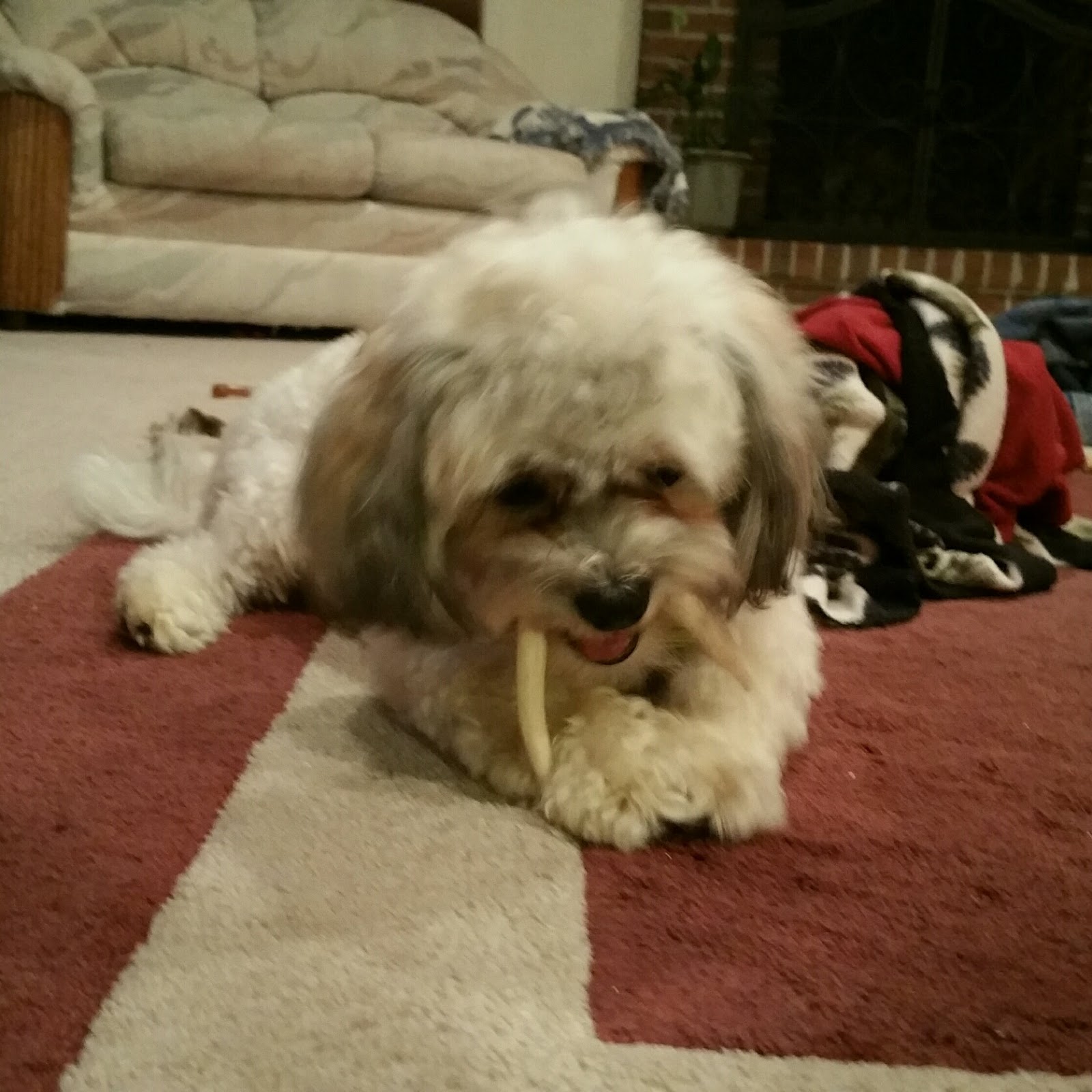 Smile and Laugh - Humor Makes Life Bearable: Saber-Toothed Dog!?!