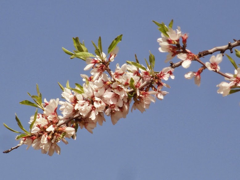 Guias de turismo de Salamanca: ALMENDROS EN FLOR