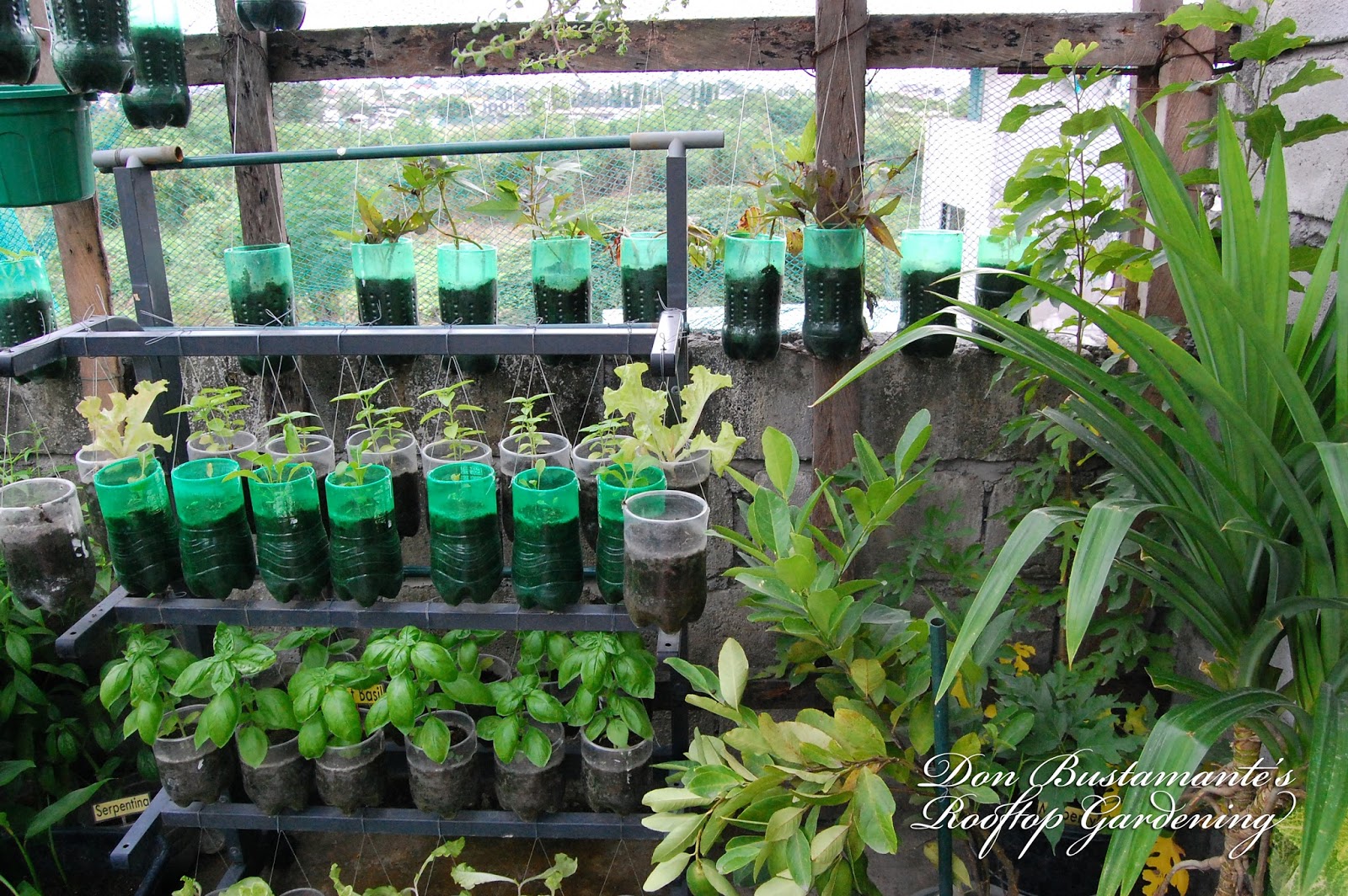 Don Bustamante's Rooftop Garden: Mga Benepisyo Sa Pagkakaroon ng ...