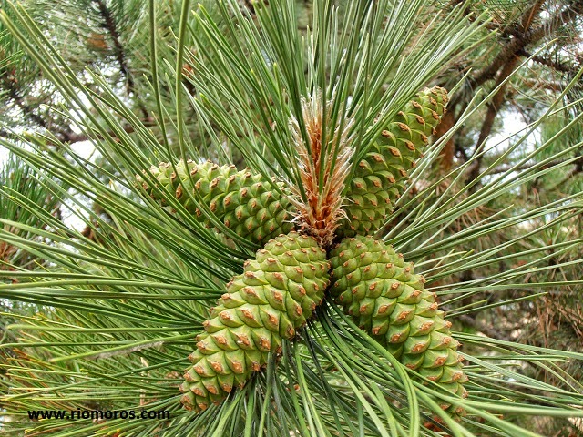 PINO LARICIO: Pinus nigra | Plantas rioMoros