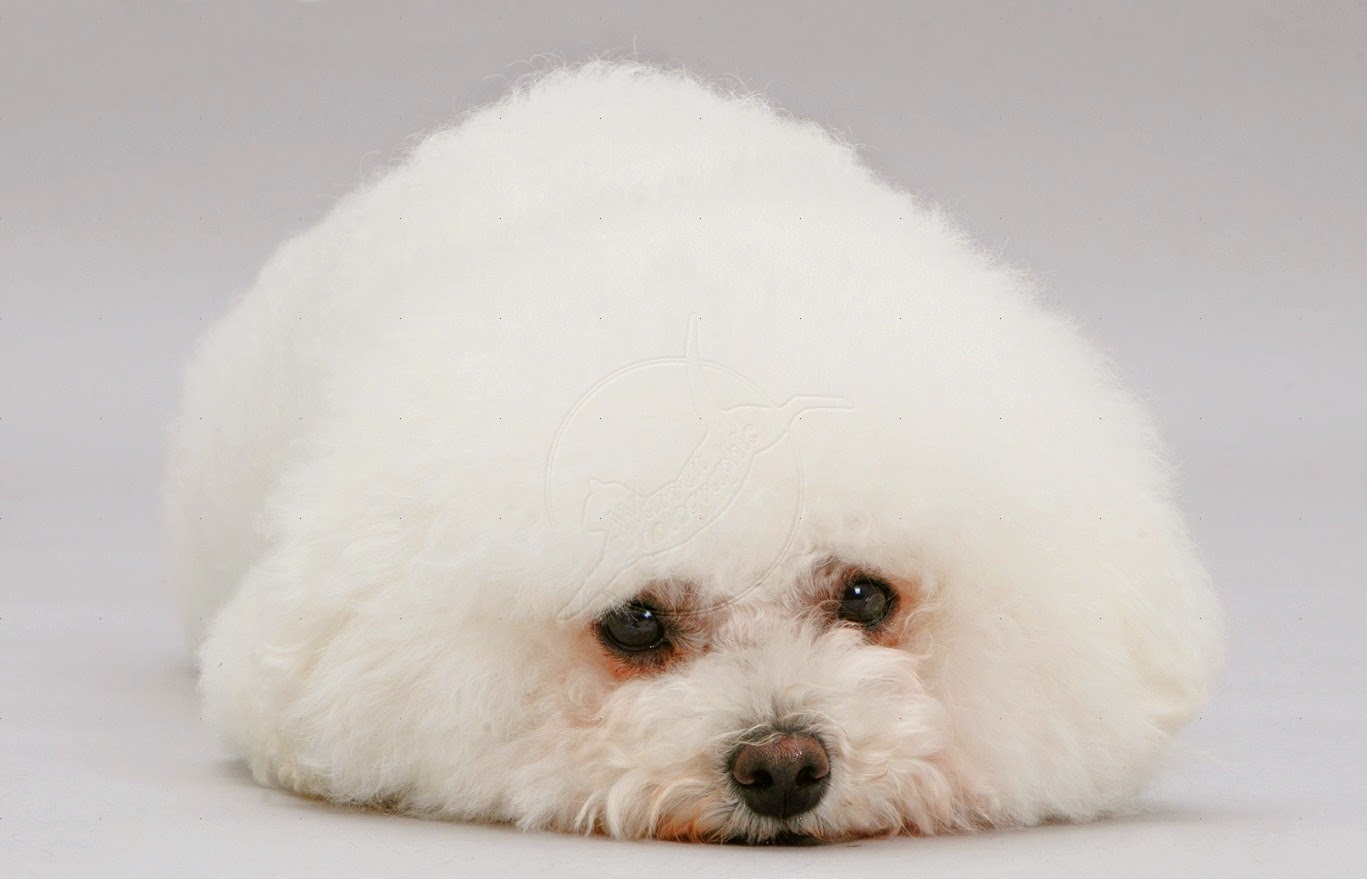 Todo Sobre Perros: Bichón frisé