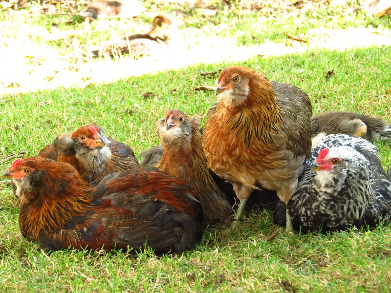 Sussex kokoši, Australorp kokoši, Chabo kokoši: ARAUCANA KOKOŠI