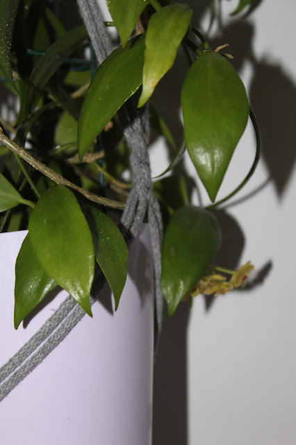 Hoyapassion: Hoya diptera Fiji i obiecanki Hoi kipandiensis