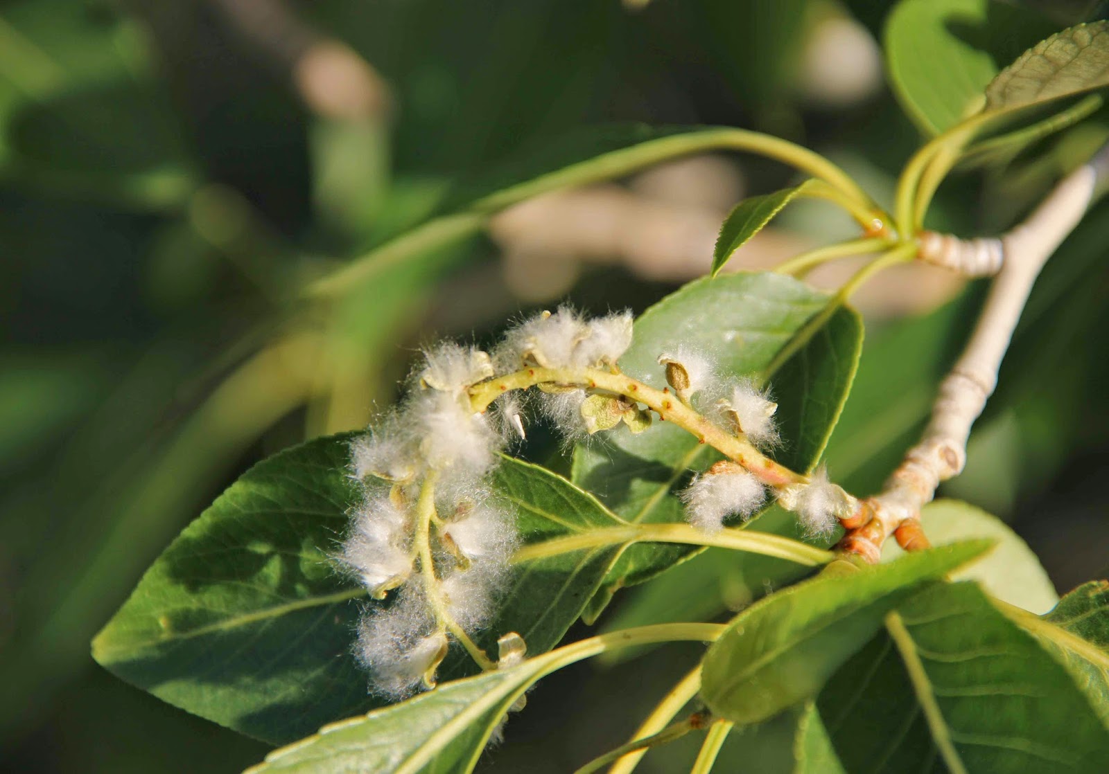 In the Company of Plants and Rocks: Cotton Trees