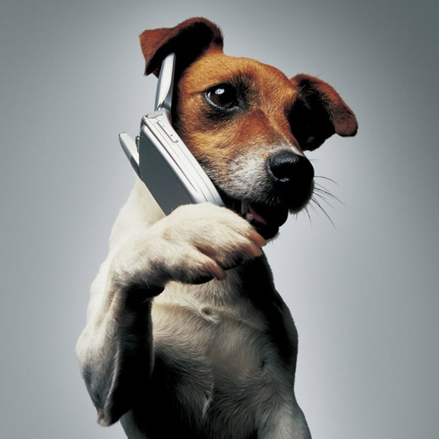 ETERNAMENTE AMO CÃES: Cão telefonando