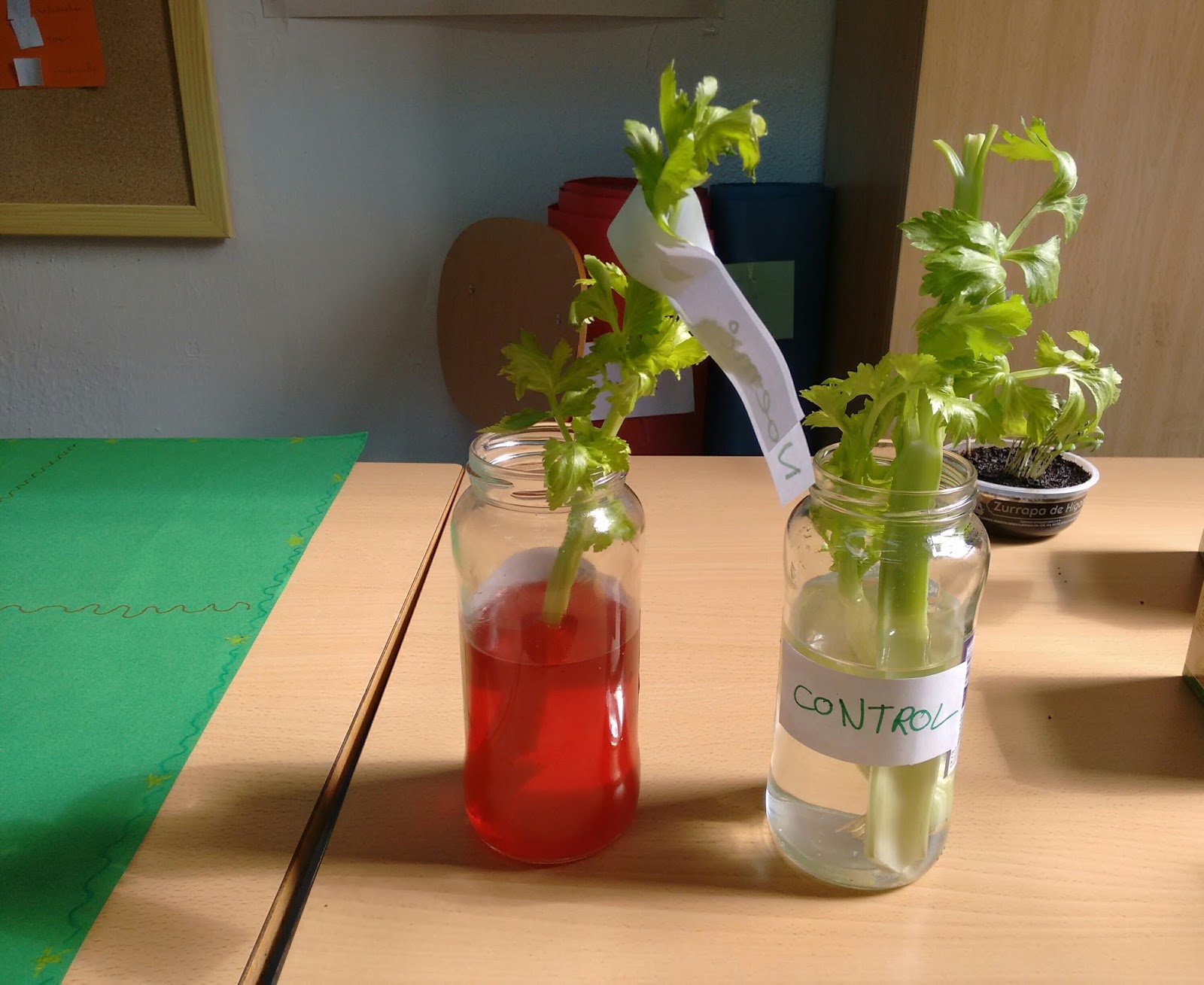 Clase de 3º y 4º de Jubrique: Experimento sobre las plantas
